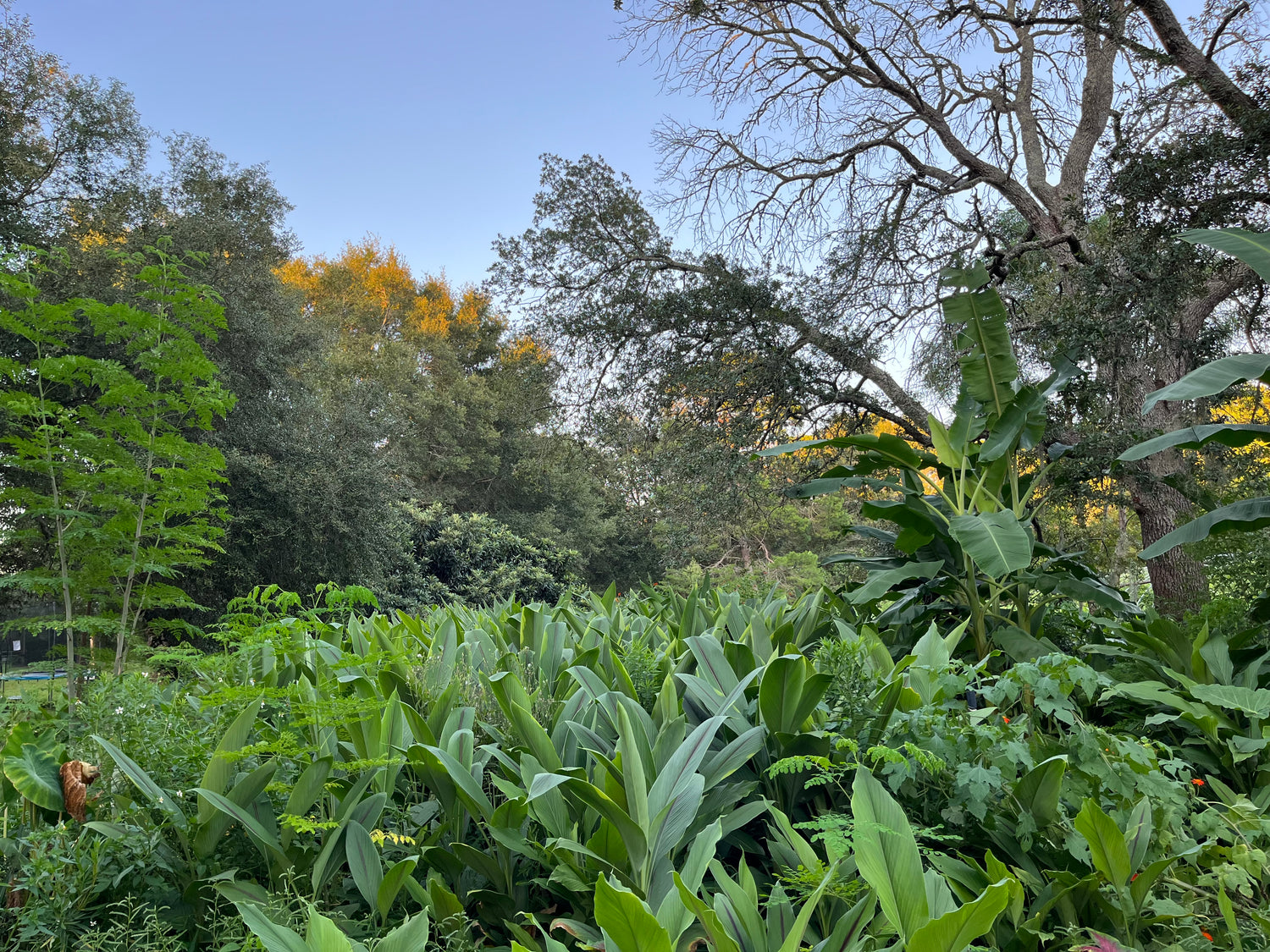 Our Story – Golden Garden